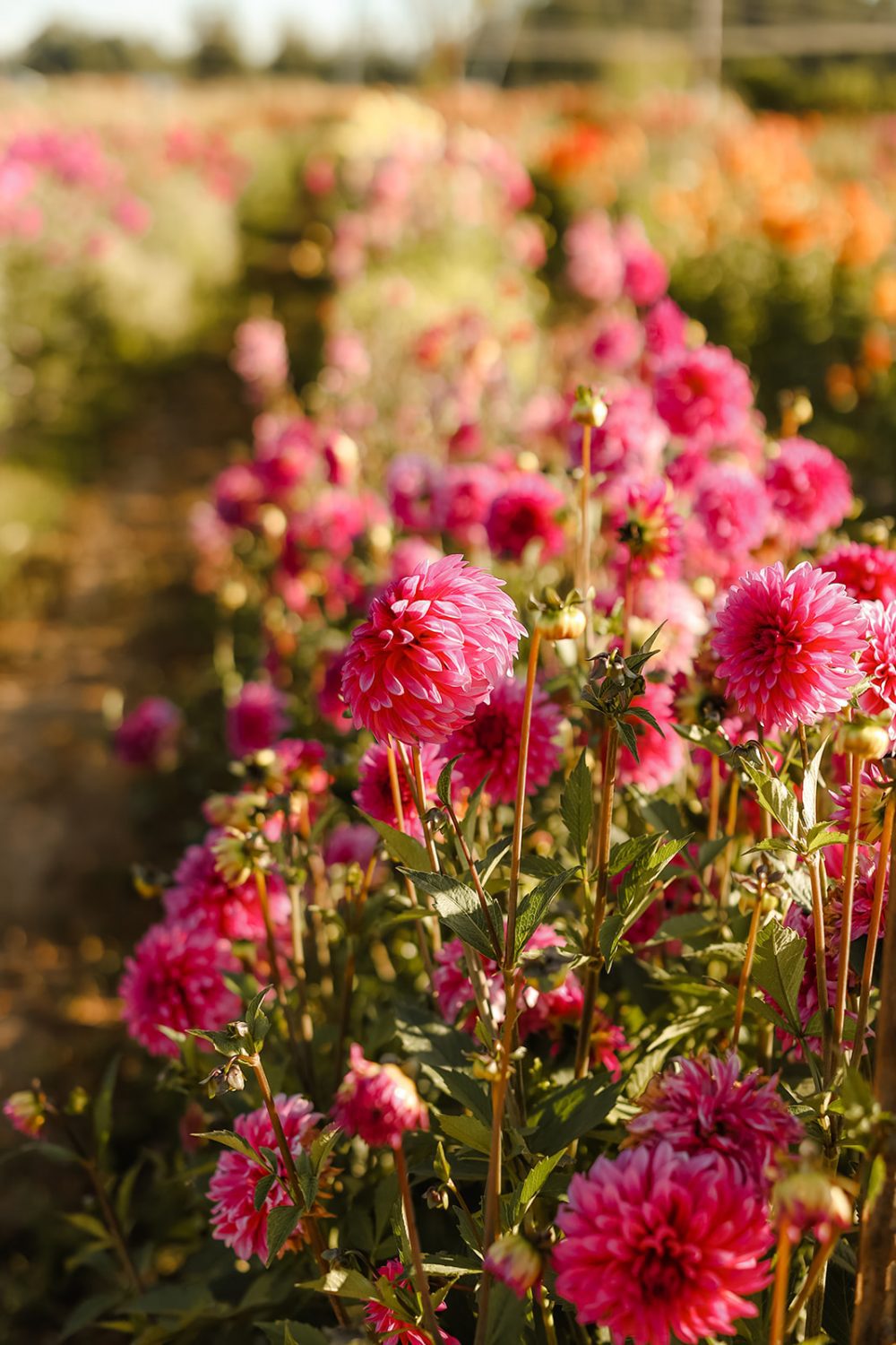 Flower Field Photoshoot Guide by Season in the PNW | TMinspired Photography